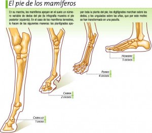 El pie de los mamíferos - Icarito