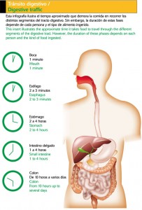 Tránsito digestivo - Icarito