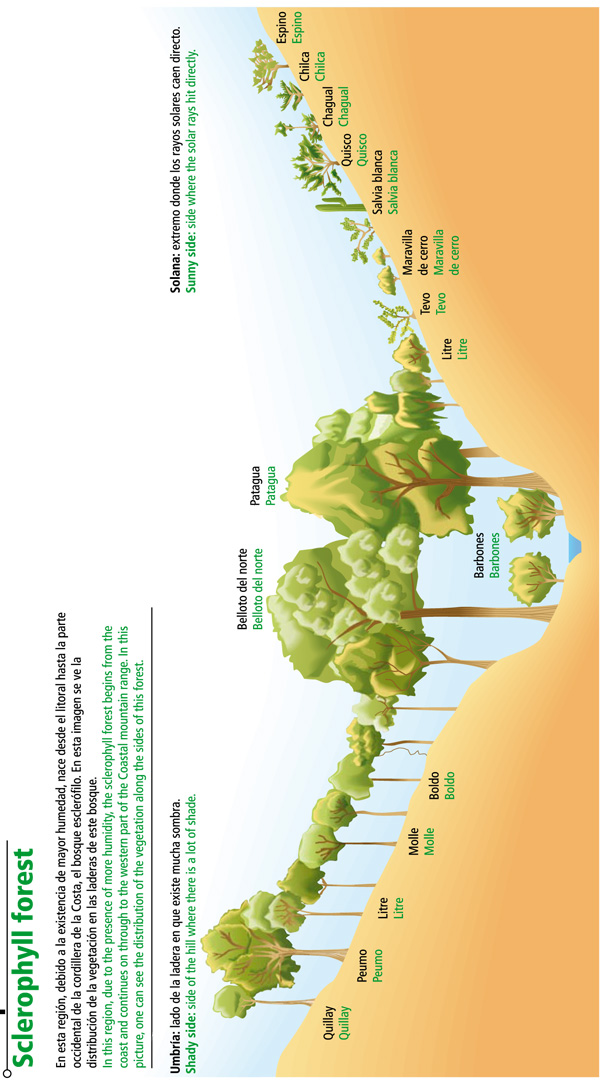 Bosque esclerófilo de la Región de Valparaíso - Icarito