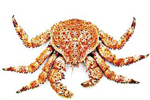 Threatened species in Chile Icarito