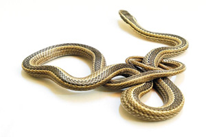 Threatened species in Chile Icarito