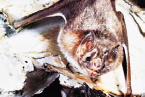 Threatened species in Chile Icarito