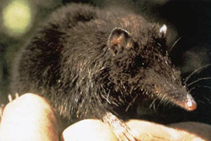 Threatened species in Chile Icarito