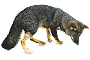Threatened species in Chile Icarito