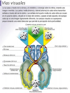 Vías visuales - Icarito