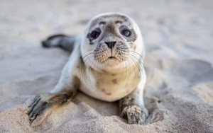La foca: características únicas y sus tipos - Icarito