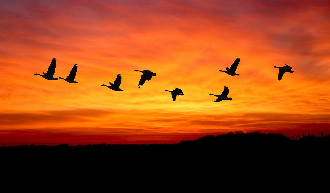 ¿Cómo migran las aves? - Icarito