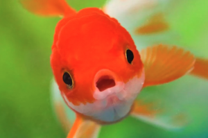 Características de los peces chilenos - Icarito