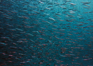 Características de los peces chilenos - Icarito