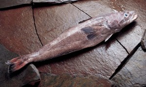 Peces chilenos: Principales especies - Icarito