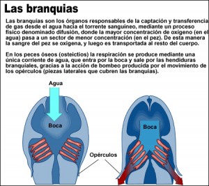 Peces: Las branquias - Icarito