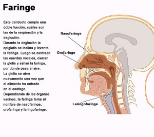 Faringe - Icarito
